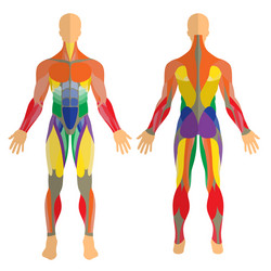 Human muscles the female body Royalty Free Vector Image