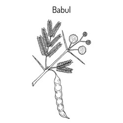 Babul Illustration Vector Images (24)