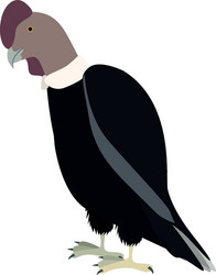 Andean condor bird Royalty Free Vector Image - VectorStock