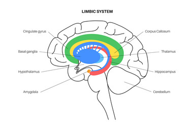 Brain limbic system Royalty Free Vector Image - VectorStock