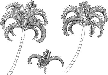 Palm leaves hand drawn ink Royalty Free Vector Image