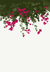 Bougainvillea branches transparent set Royalty Free Vector