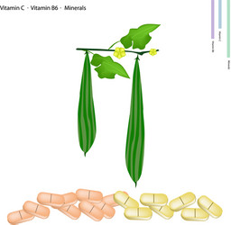 Sponge Gourd Vector Images (46)