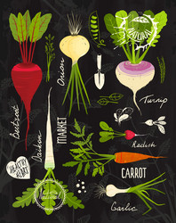 Root vegetables with greens signs and symbols Vector Image