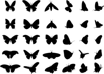 Butterfly Side View Vector Images (over 290)