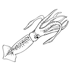 Squid Outline Vector Images (over 2,800)