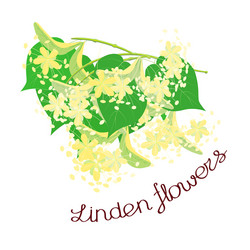 Lime Tree Vector Images (over 2,700)
