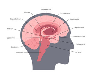Human Brain Anatomy Diagram Royalty Free Vector Image