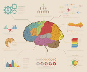 Brain Infographic Vector Images (over 12,000)