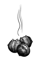 Chestnut drawing engraving ink line art Royalty Free Vector