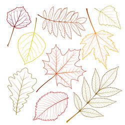 Drawing of leaves on graph paper Royalty Free Vector Image