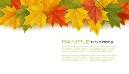 Wooden sign with autumn maple tree leaves Vector Image