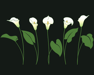 Calla Vector Images (over 2,600)