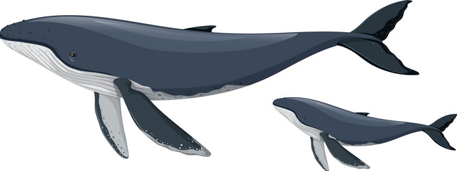 Cute Baby Whale Clipart