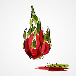 Pitahaya fruits Royalty Free Vector Image - VectorStock