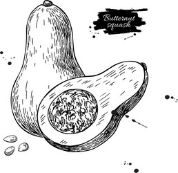 Butternut squash drawing isolated hand Royalty Free Vector