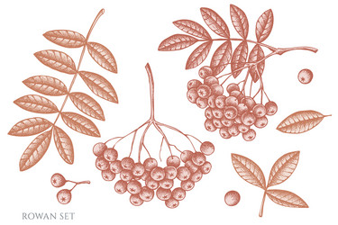 Rowanberry plant color sketch Royalty Free Vector Image