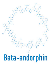Alpha-endorphin molecule skeletal formula Vector Image