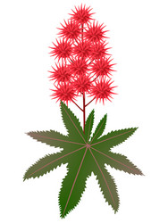 Castor Oil Leaf Vector Images (74)