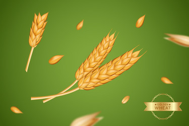 Wheat Grain Diagram