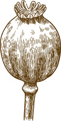 Poppy Etching Vector Images (over 110)