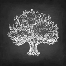 Olive Tree Vector Images (over 11,000)