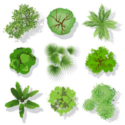 Trees Plan Vector Images (over 8,900)