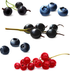 Realistic berries set Royalty Free Vector Image