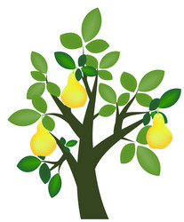 Pear Tree Drawing Vector Images (over 1,000)