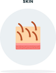 Human skin anatomy isolated Royalty Free Vector Image