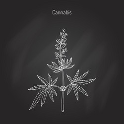 Hemp Vector Images (over 39,000)