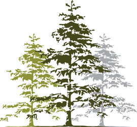 Cedar tree logo design template Royalty Free Vector Image