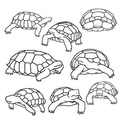 Tortoise Outline Vector Images (over 2,800)