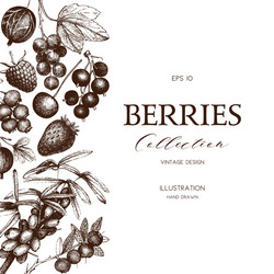 Wild berry seamless pattern drawing hand drawn Vector Image