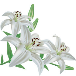 Lily Vector Images (over 35,000)