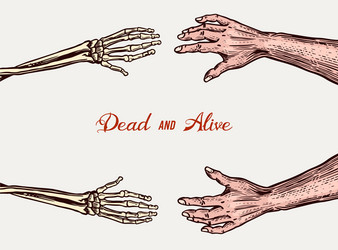 Human and skeleton hands bony arm drawn engraved Vector Image