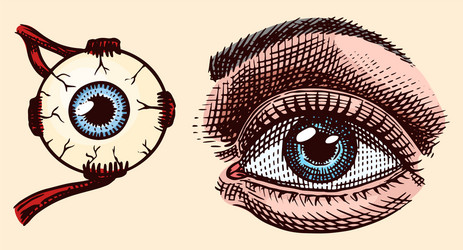 Human biology sensory organs anatomy Royalty Free Vector