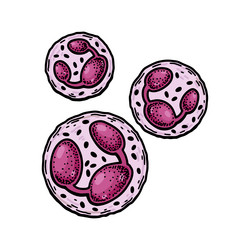 Reticulocyte blood cell isolated on white Vector Image