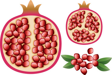 Pomegranate Vector Images (over 19,000)