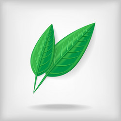 Two green leaves on white background Royalty Free Vector