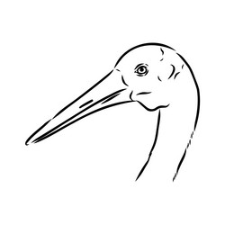 Hand drawn brolga australian crane Royalty Free Vector Image