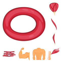 Deltoid Muscle Vector Images (over 1,100)