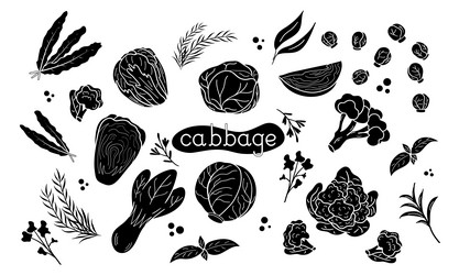 Cabbage Silhouette Vector Images (over 1,100)