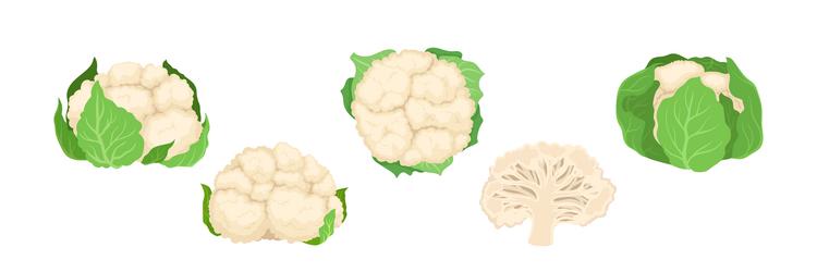 Cauliflower with edible white flesh used Vector Image