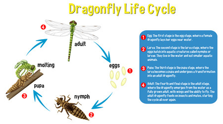 Dragonfly life cycle infographic Royalty Free Vector Image