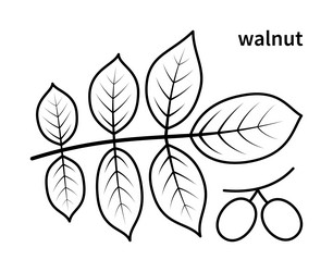 Drawing of walnut tree isolated Royalty Free Vector Image