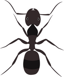 Realistic Ant Vector Images (over 330)
