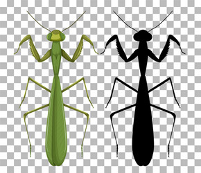 Mantis Vector Images (over 2,600)