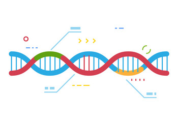 Transcription dna to rna Royalty Free Vector Image