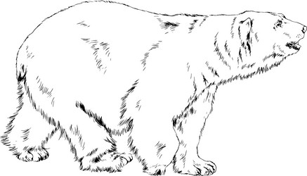Big brown grizzly bear drawn in ink by hand Vector Image